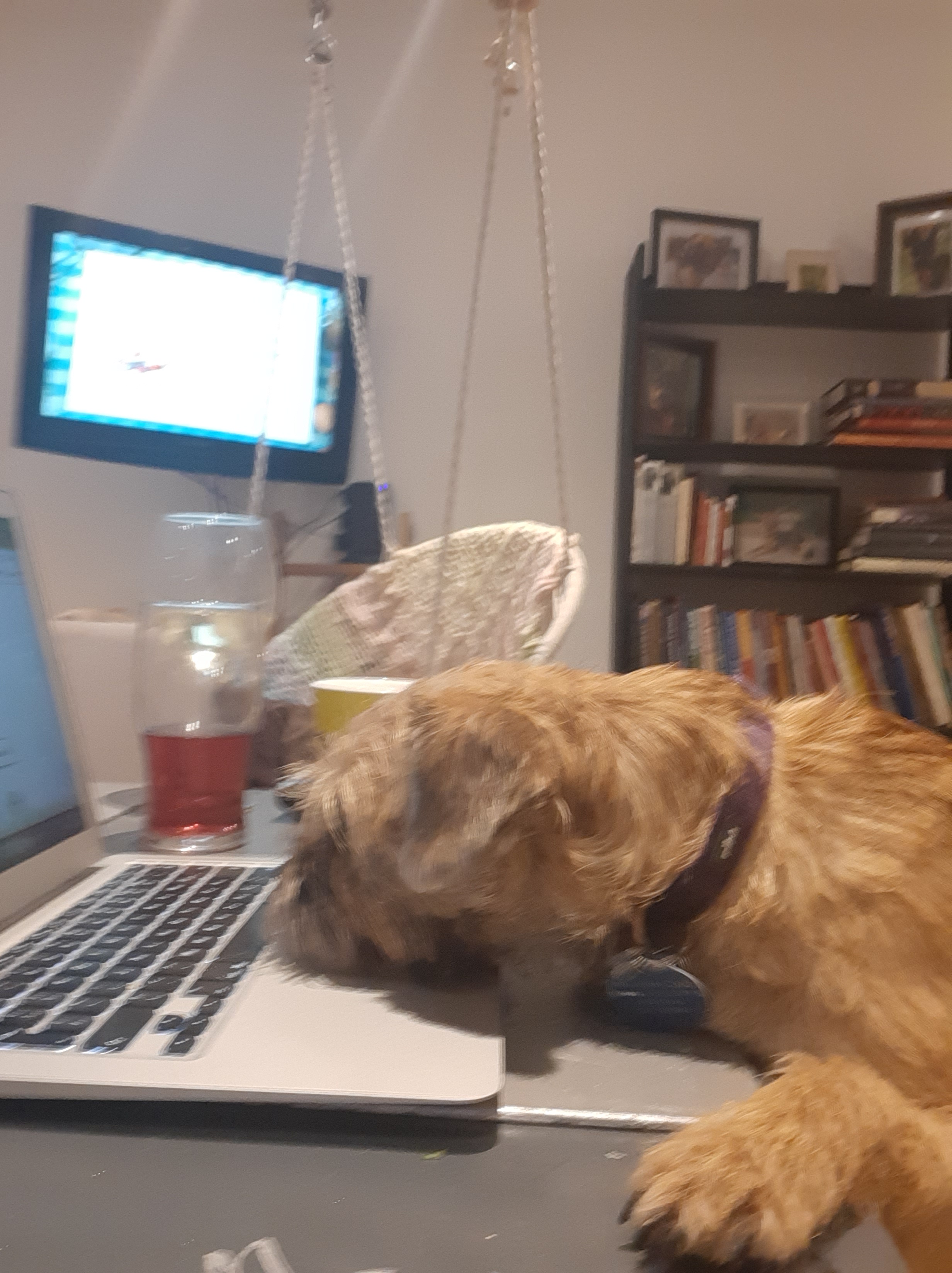 No head for numbers – Widow plus woofs